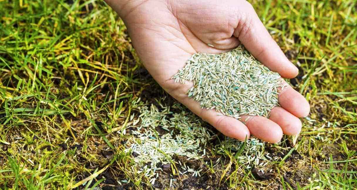 Resiembra de césped con Regenerator. - Zulueta Corporación