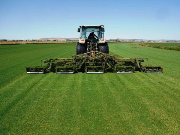 Tepes de césped natural en rollos. Tu césped al instante